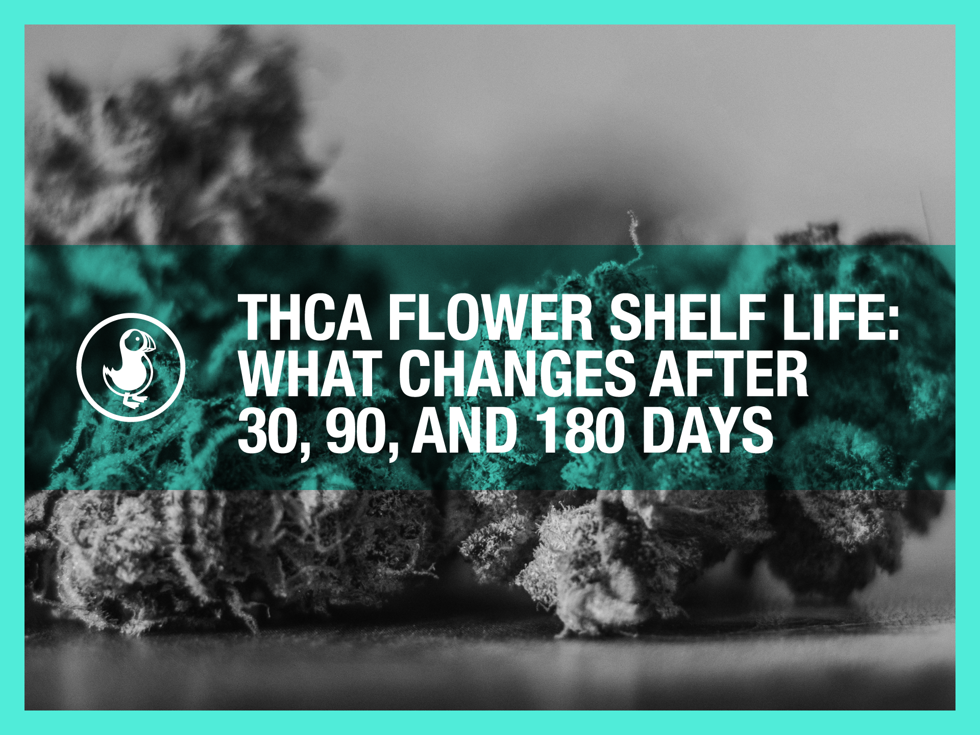 THCA Flower Shelf Life: What Changes After 30, 90, and 180 Days ...