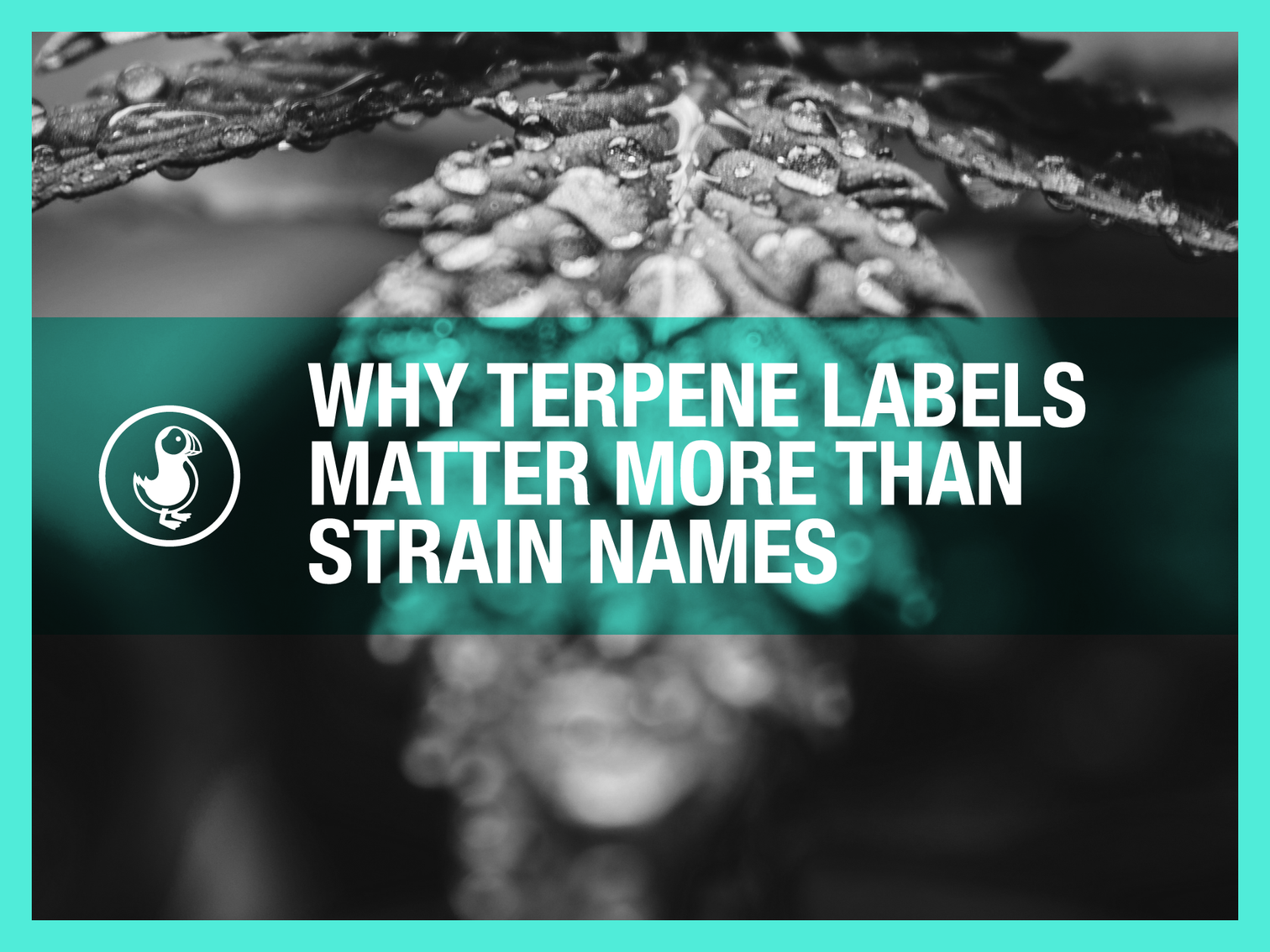 Why Terpene Labels Matter More Than Strain Names | thisthat CBD